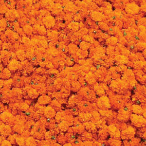 Mathrubhumi Onam 2022 - Digital Pookalam